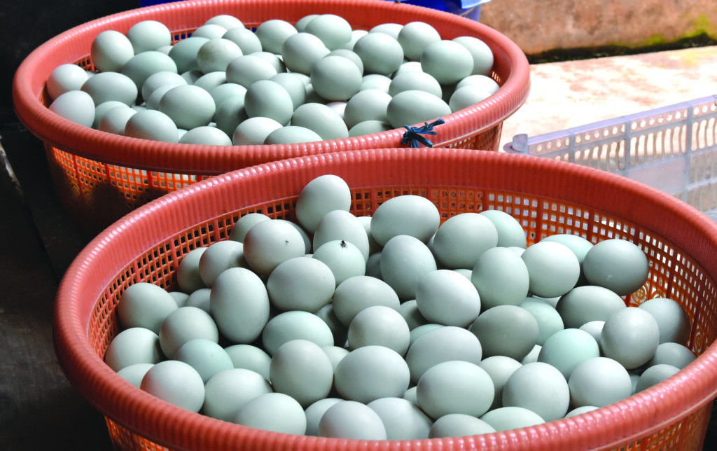 Memetakan Jalan Pelik, Bisnis Itik | Poultry Indonesia