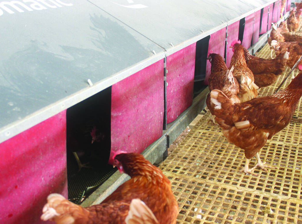 Konsep Sistem Kandang Cage Free | Poultry Indonesia